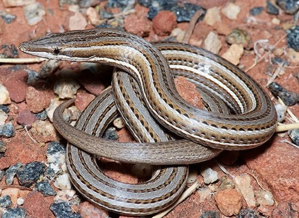 Terlihat Seperti Ular Tetapi Masih Sejenis Kadal, 8 Fakta Unik Burton's ...