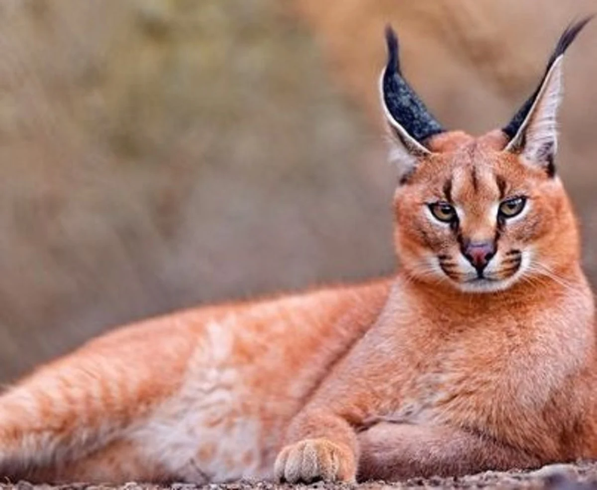 5 Fakta Menarik Tentang Kucing Caracal, Jenis Kucing Liar yang Sangat ...