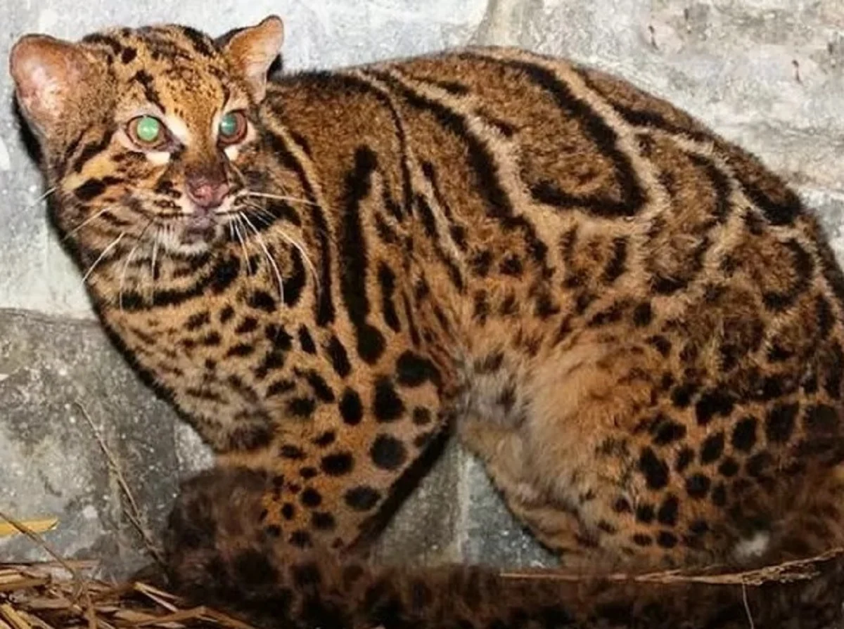 5 Jenis Kucing Kecil Hutan yang ada di Indonesia, Sangat Lucu Namun ...