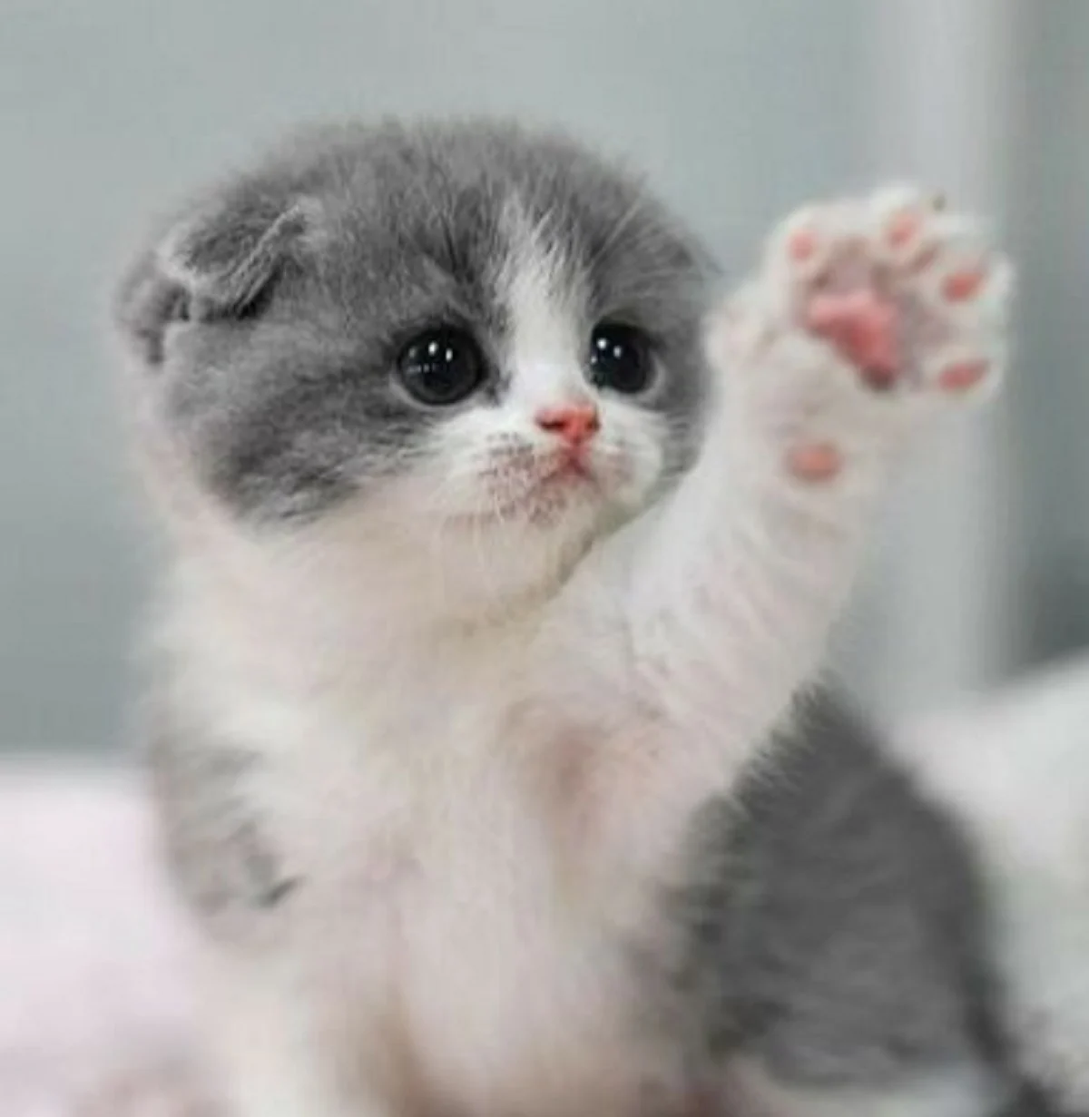 3 Cara Memahami Bahasa Kucing, Agar Kamu Tahu Apa yang Kucing Kamu ...