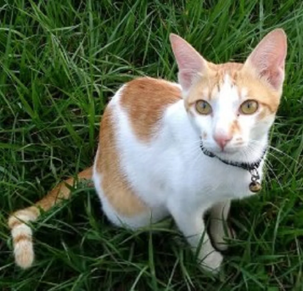 Belum Banyak di Ketahui, 7 Fakta Pecinta Kucing menurut Sifat dan ...