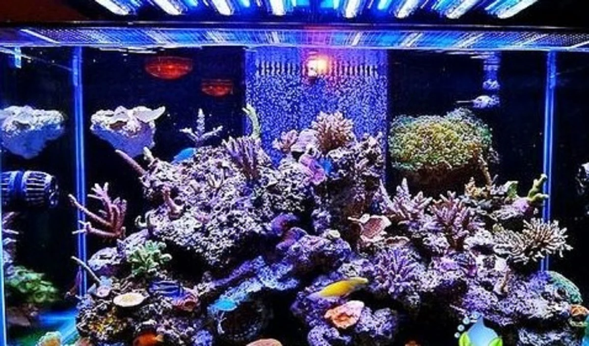 Cara Merawat Aquarium Laut Agar Awet dan Tetap Indah Dipandang – Rakcer.ID