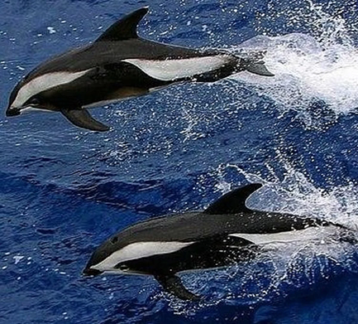 5 Fakta Tentang Hourglass Dolphin yang Mungkin Belum Kamu Ketahui ...