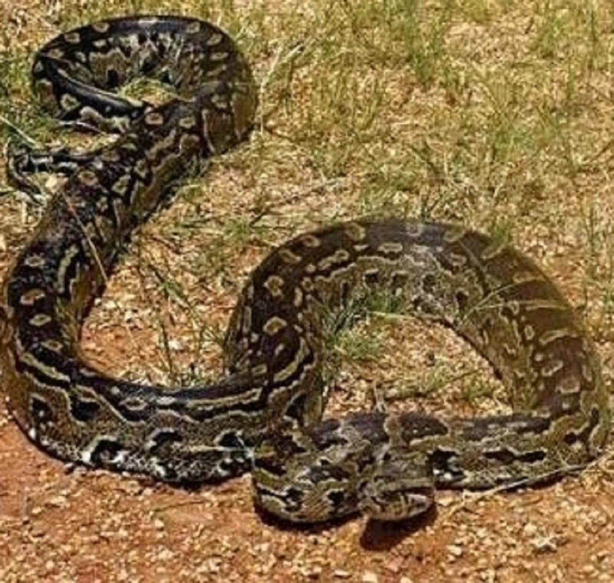 Bisa Memiliki Tubuh yang Sangat Besar, 7 Fakta Tentang Python Sebae ...