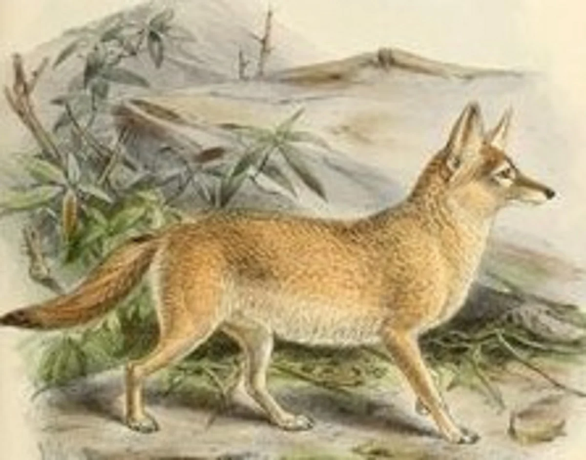 5 Fakta Menarik Tentang Vulpes Pallida, Rubah yang Hidup di Gurun Pasir ...