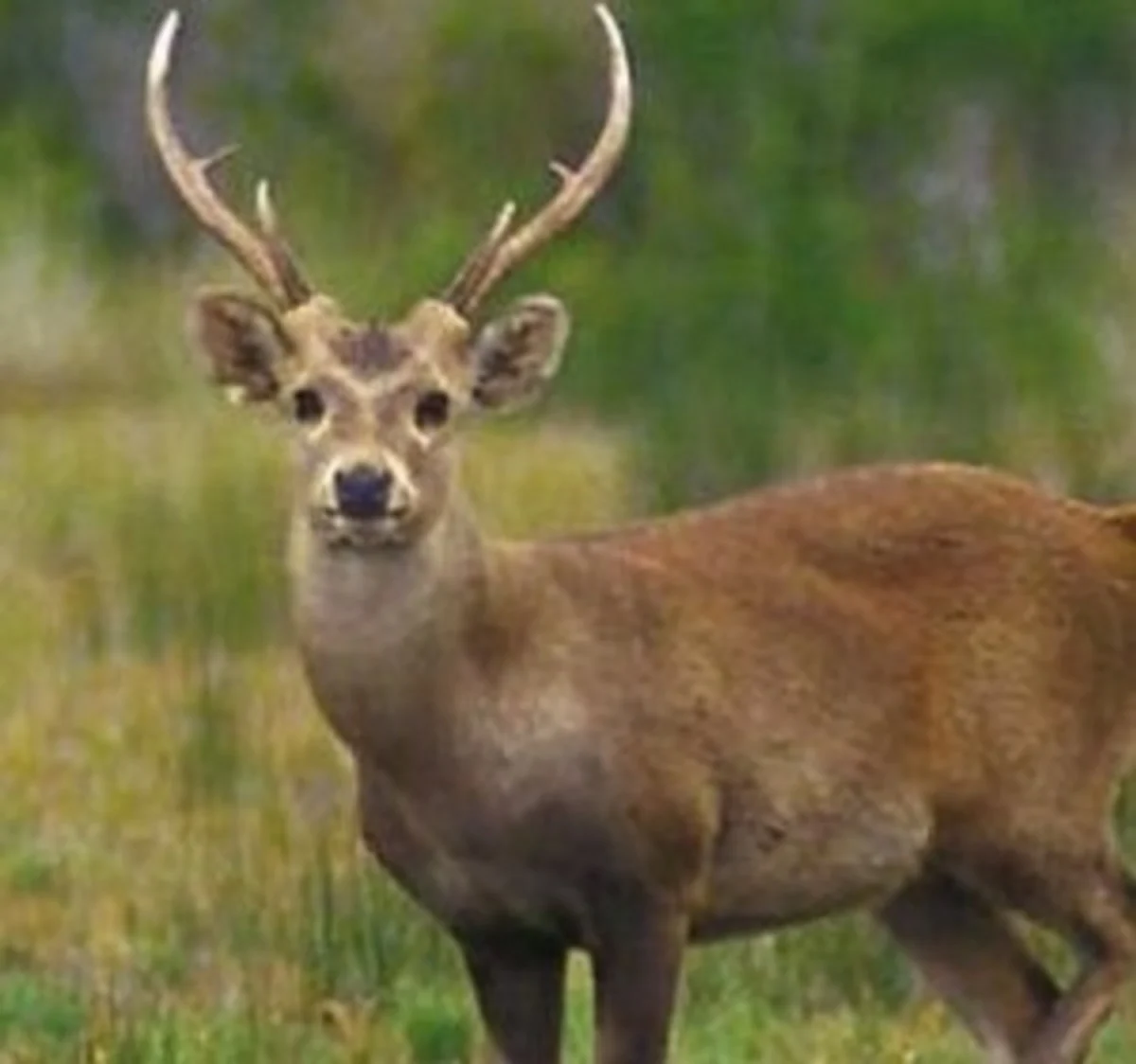 4 Jenis Rusa yang ada di Indonesia, Menjadi Keaneka Ragaman Hewan yang ...