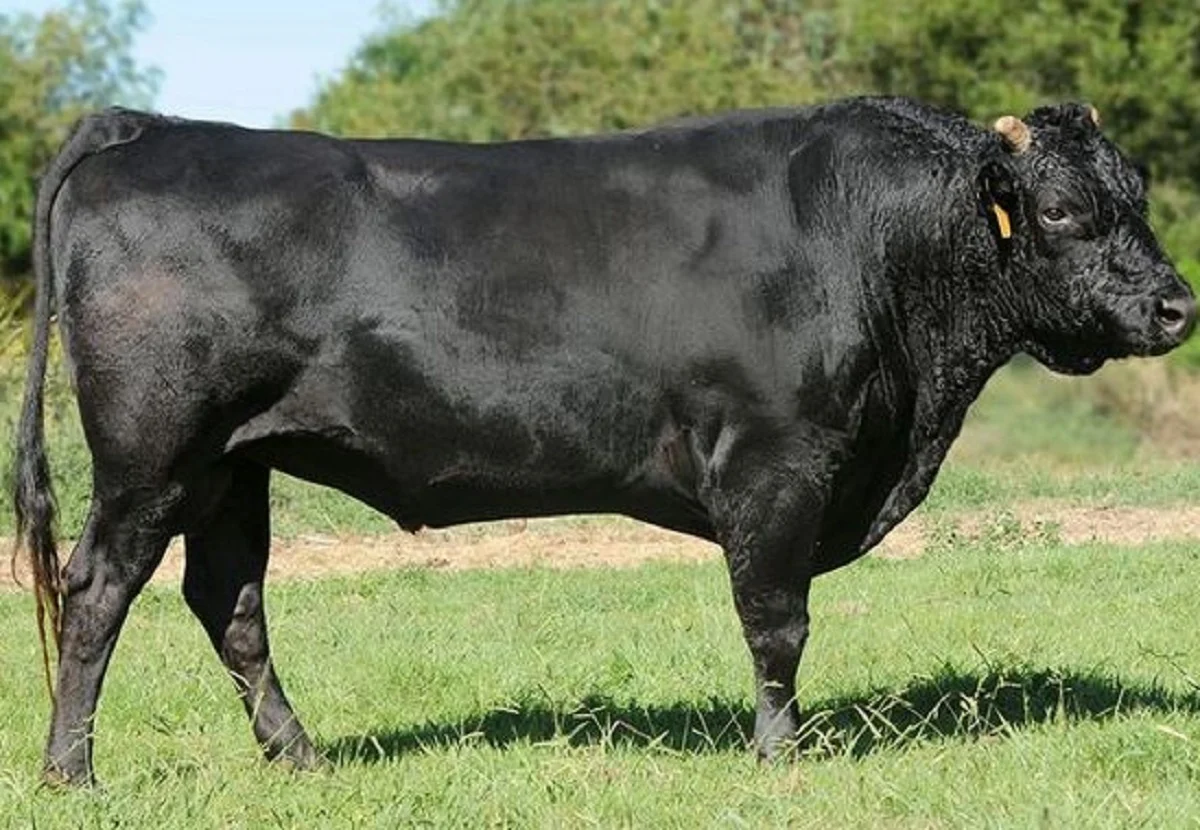 Bisa Kaya Memiliki Sapi Ini, 5 Jenis Sapi Termahal di Dunia – Rakcer.ID