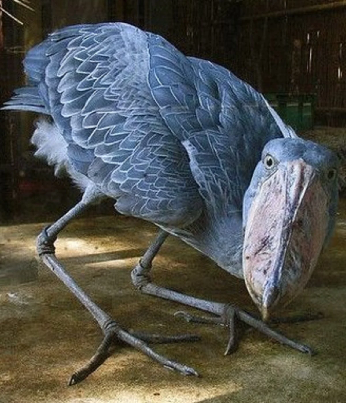 5 Fakta Tentang Shoebill, Jenis Burung Bangau yang Memiliki Paruh yang ...