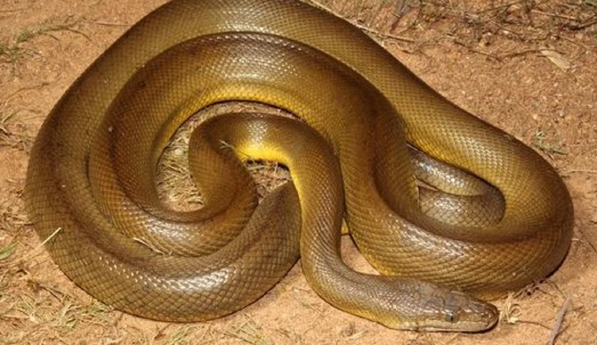 6 Fakta Mengenai Liasis,Sejenis Keluarga Pythonidae – Rakcer.ID