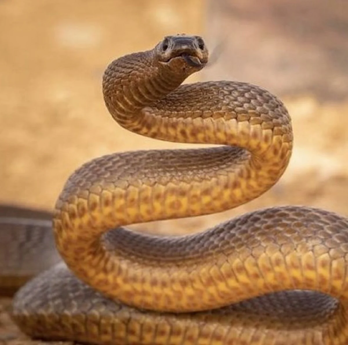 Awas Masuk Ke Rumah, 8 Ular Dengan Kandungan Bisa yang Tinggi – Laman 2 ...