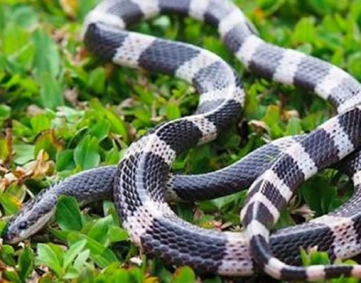 Kenali, 5 Perbedaan Ular Bungarus candidus dan Ular Bungarus Fasciatus ...