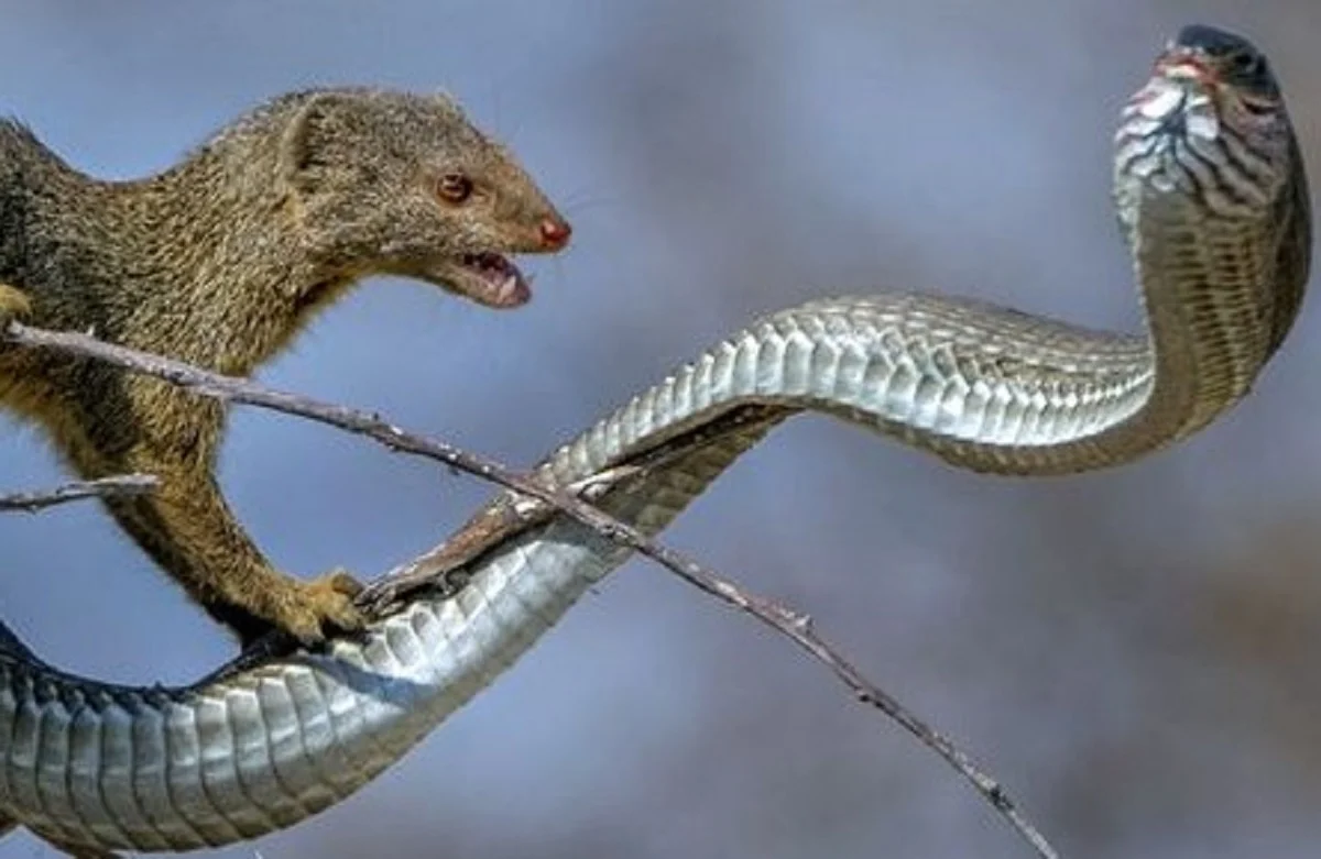 5 Predator Alami Ular, Ternyata ada di Sekitar Kita yang Membantu ...