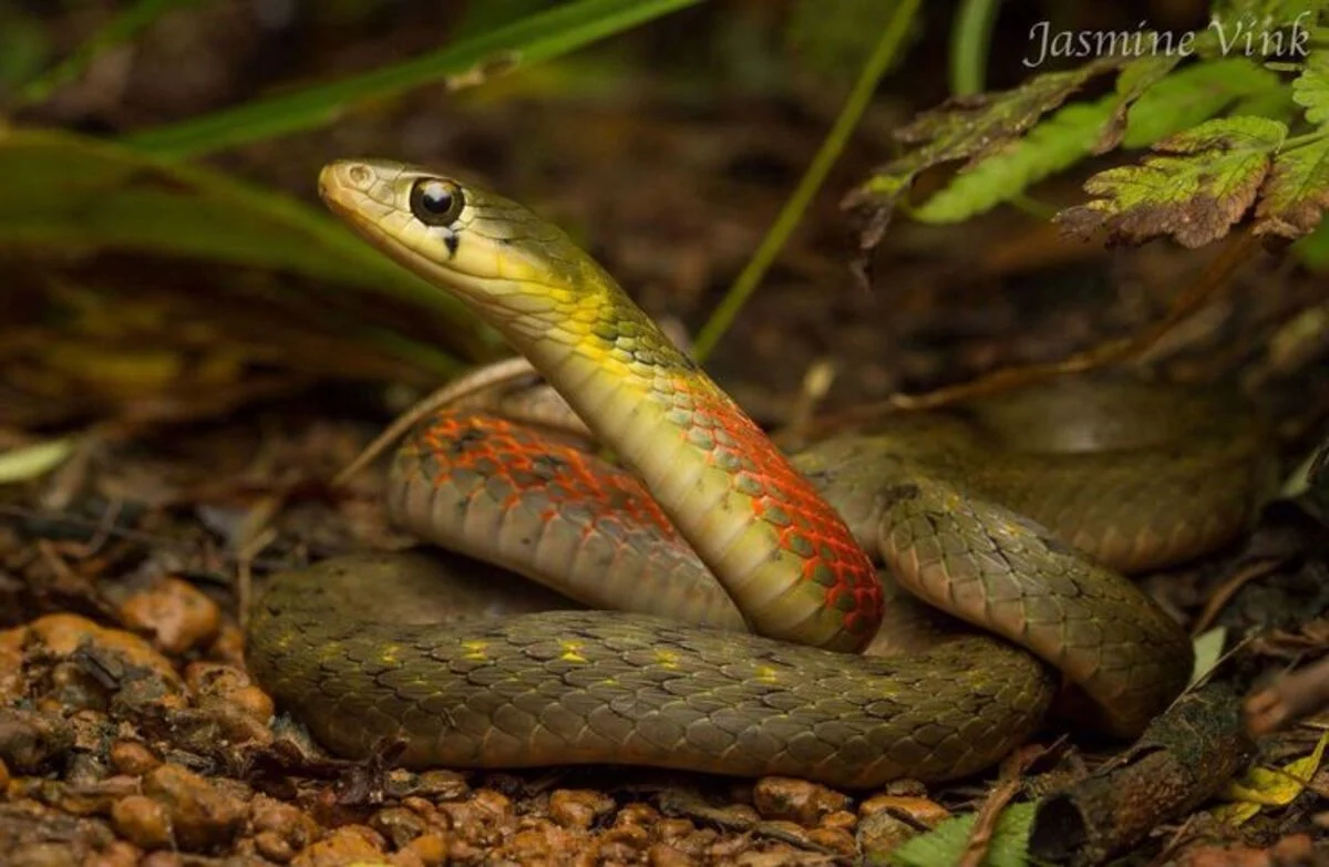 Habitat Ular Picung dan Persebarannya di Indonesia – Rakcer.ID