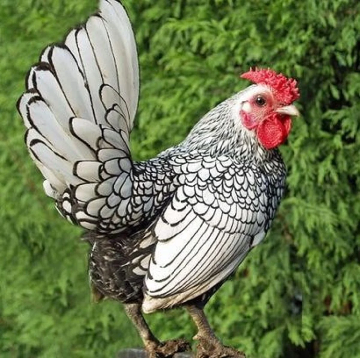 Jenis Ayam Hias yang Cocok Dipelihara yang Sangat Lucu Serta Eksotis ...