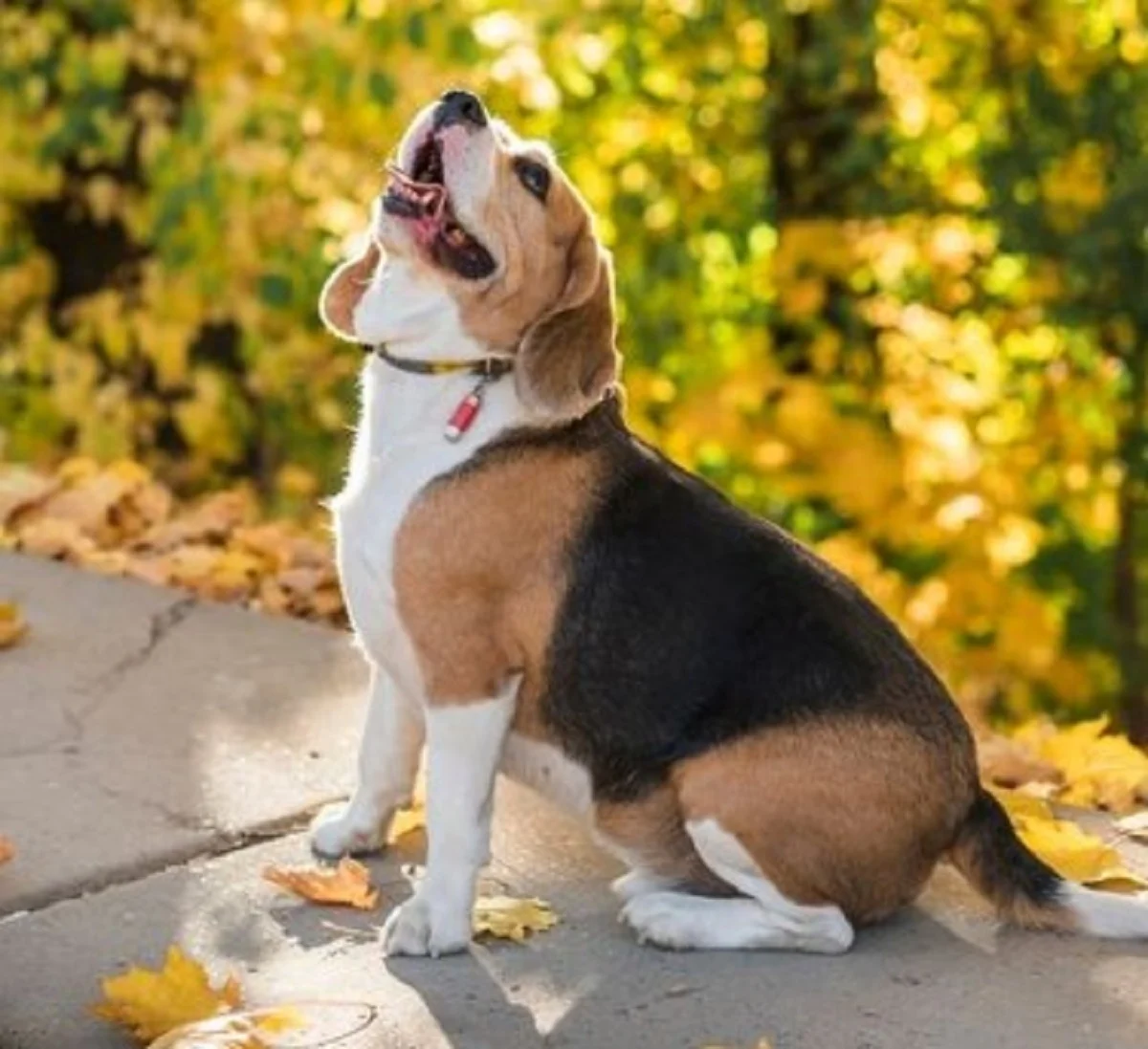 5 Fakta Tentang Anjing Beagle, Anjing Pemburu yang Sangat Ramah – Rakcer.ID