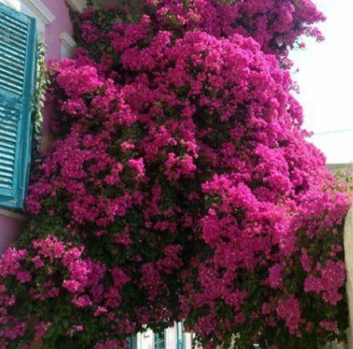 Belum Banyak Diketahui Manfaat Bunga Kertas Bagi Kesehatan, Dibalik ...