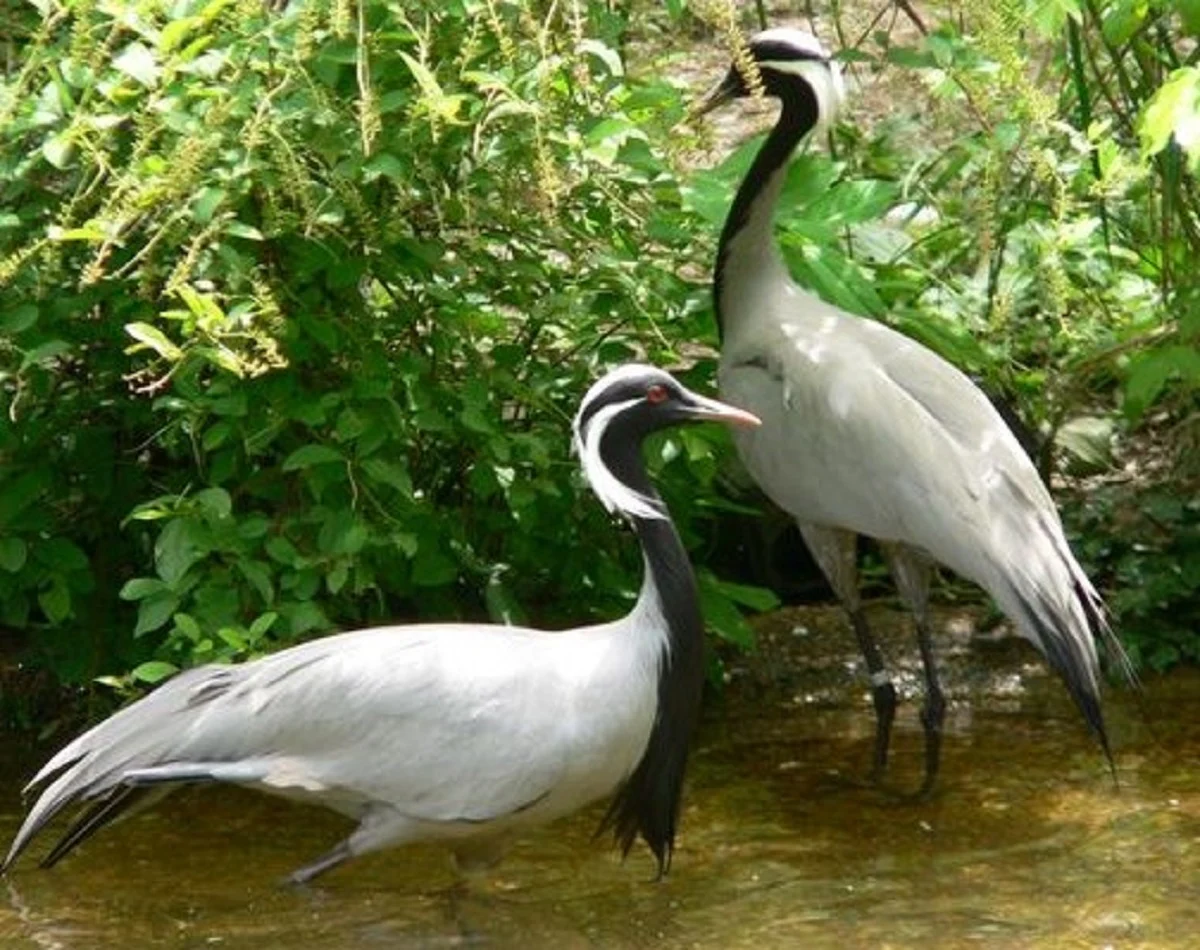Lambang dalam budaya Tiongkok, 6 Fakta Bangau Demoiselle, Jenis Bangau ...