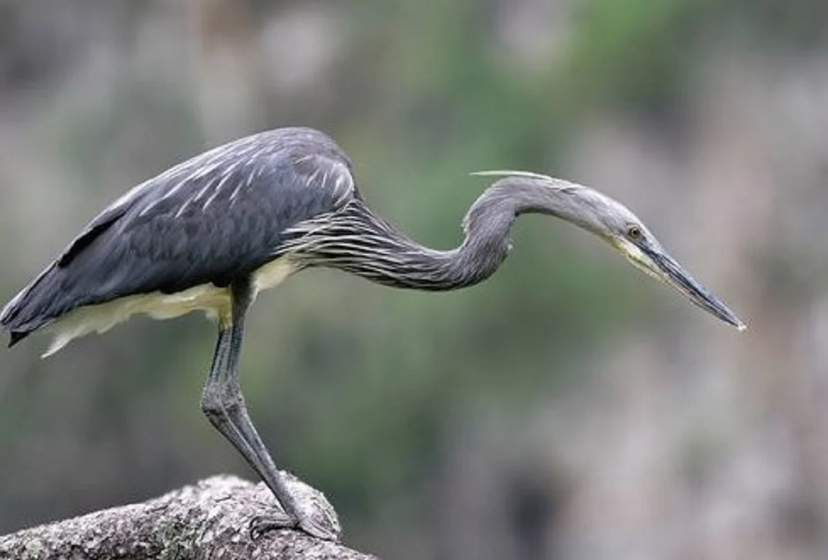 6 Fakta Bangau Perut Putih, Jenis Bangau yang Terancam Punah – Rakcer.ID