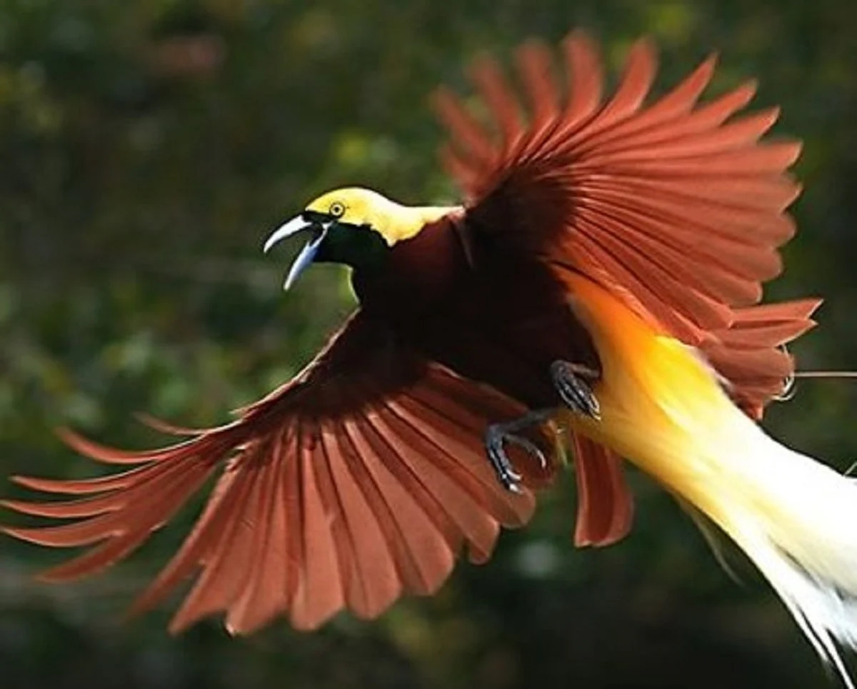 5 Burung yang Sangat dilindungi di Indonesia dan Sudah ada yang Punah ...