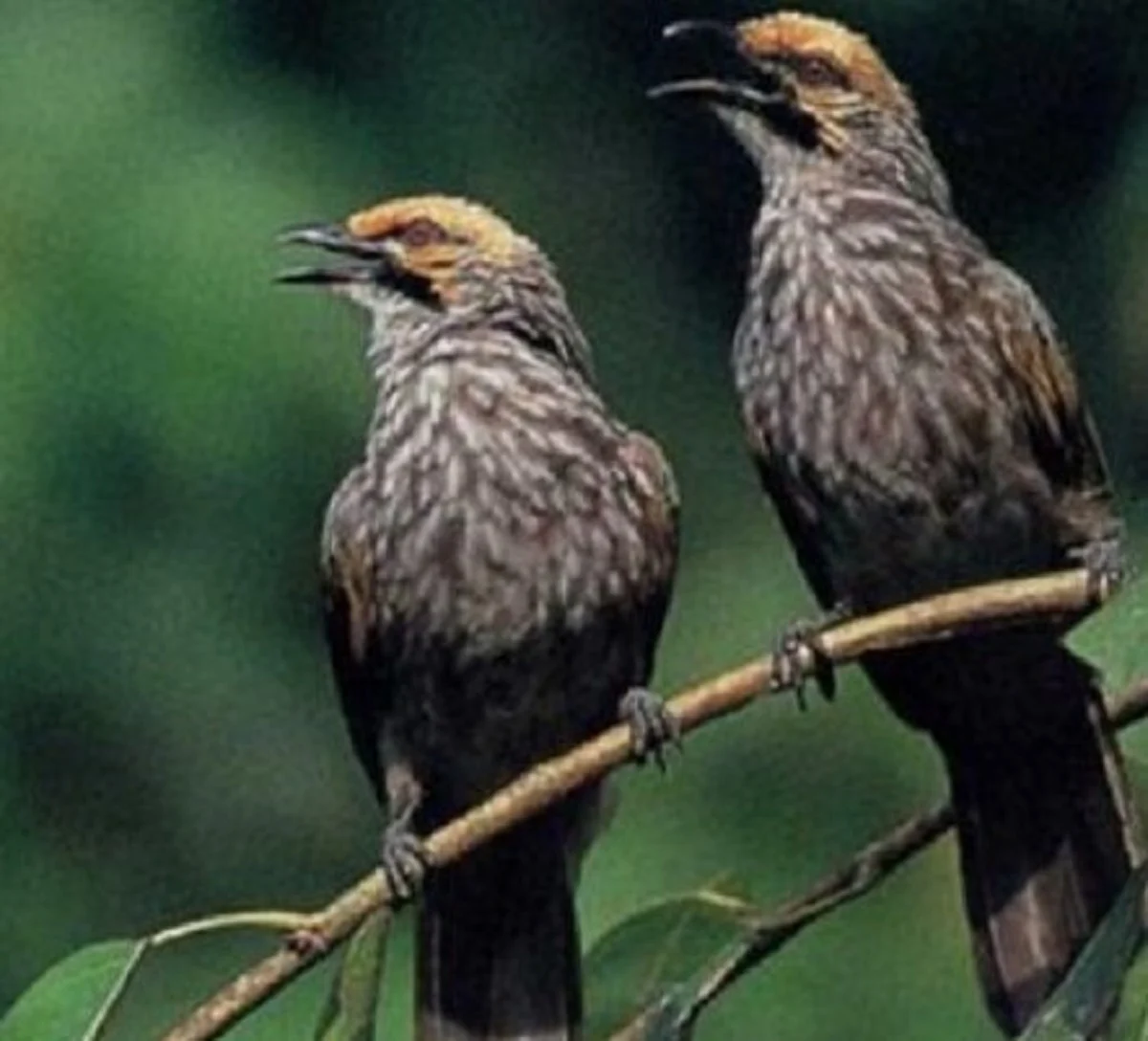 Memiliki Harga yang Sangat Mahal, 8 Jenis Burung Kicau Memiliki Harga ...