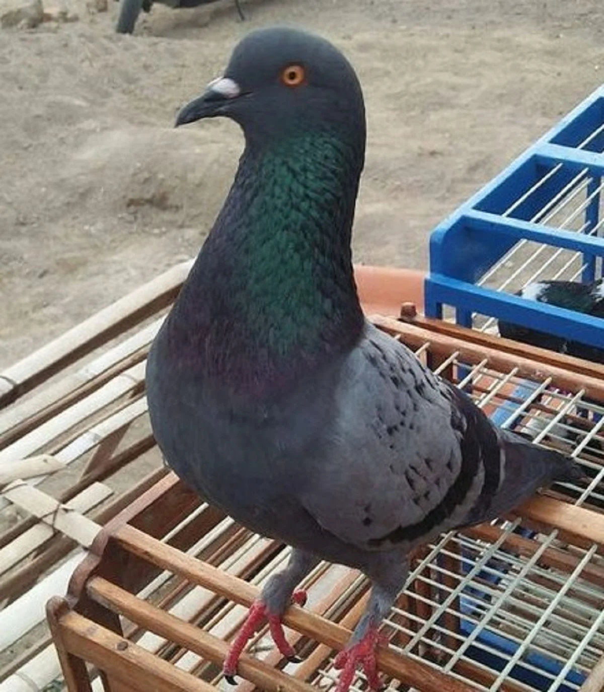 Unik, 5 Jenis Merpati Cantik dan Bisa Dipelihara, Ada yang Biasa Kita ...