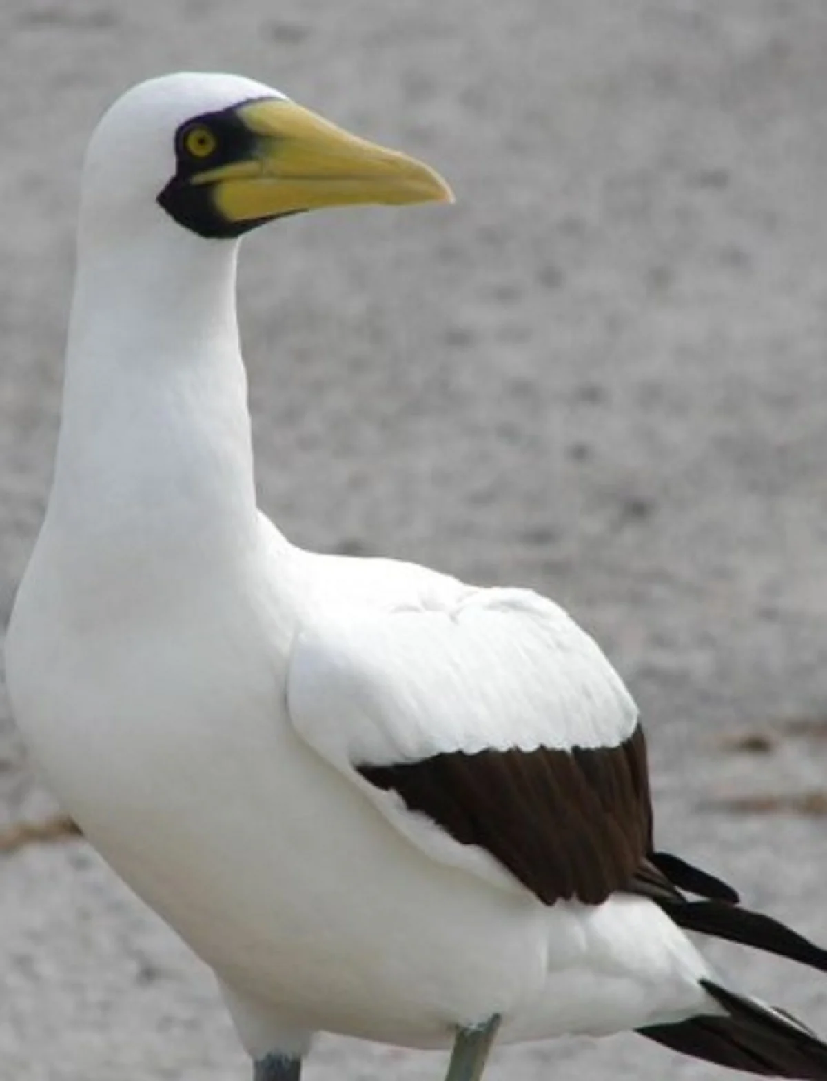 6 Fakta Menarik Masked Booby, Burung Pemakan Ikan dan Cumi – Cumi ...