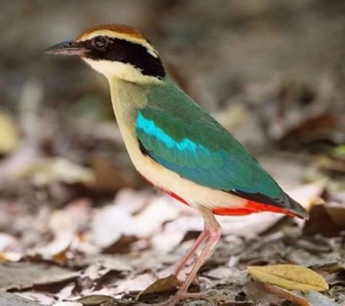 5 Fakta dari Burung Paok Bidadari, Burung yang Mempunyai Warna Paling ...