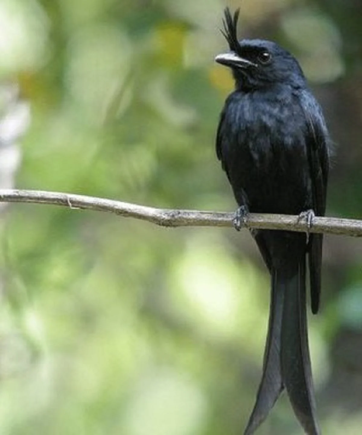 Sangat Suka Mengerjai Hewan, Fakta Menarik Burung Srigunting, Burung ...