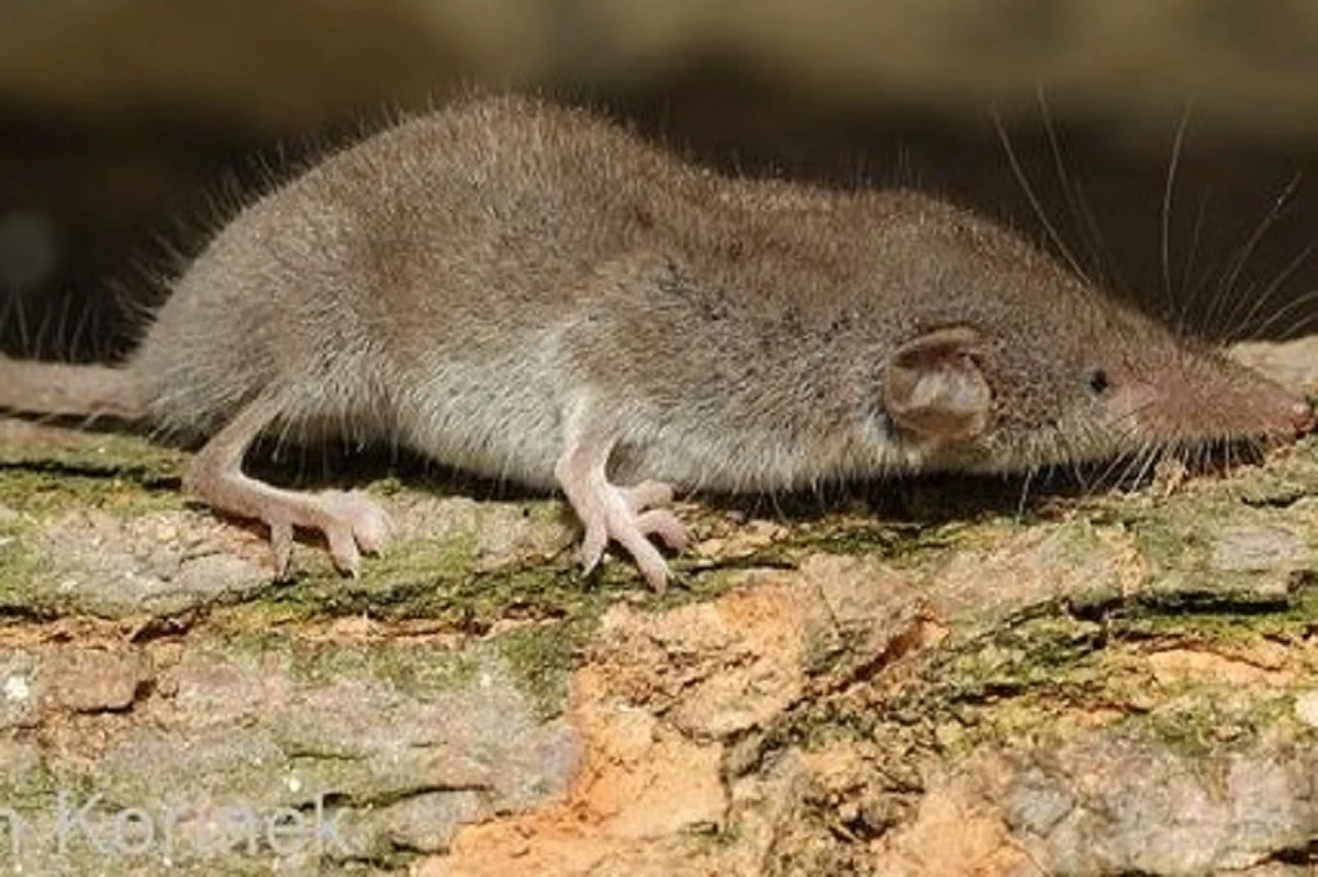 Sering Bolak – Balik di Rumah Berikut Ini adalah 5 Fakta Tentang Suncus ...