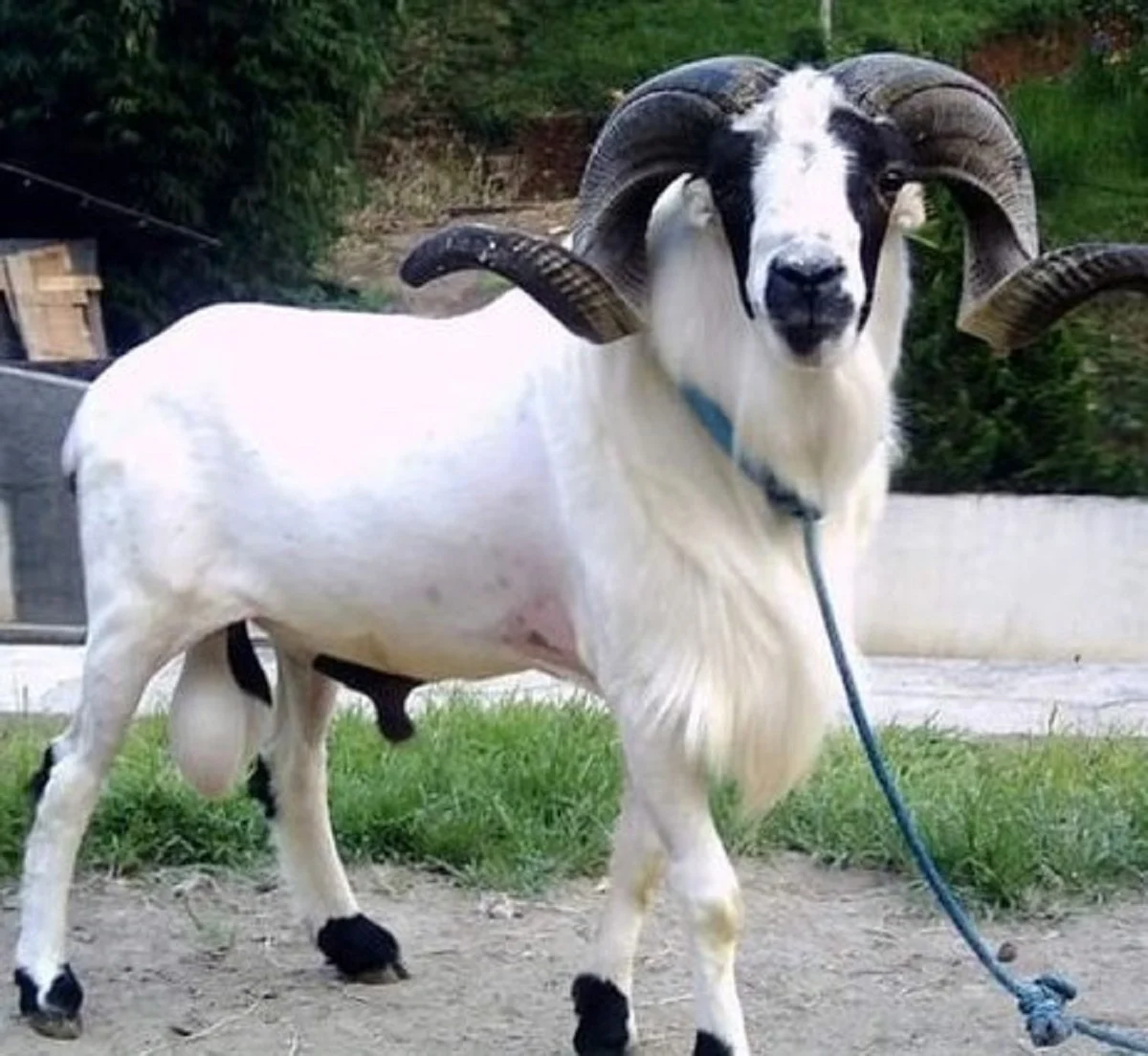 6 Jenis Domba dan Kambing Kurban, yang Terbaik Untuk Dijadikan Hewan Kurban – Rakcer.ID