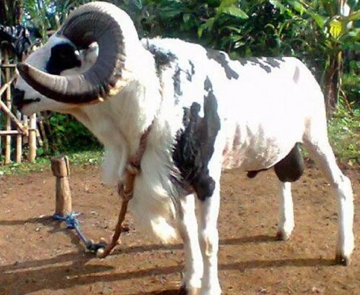 5 Fakta Menarik Domba Garut, Domba Asli Jawa Barat yang Memiliki Daging ...