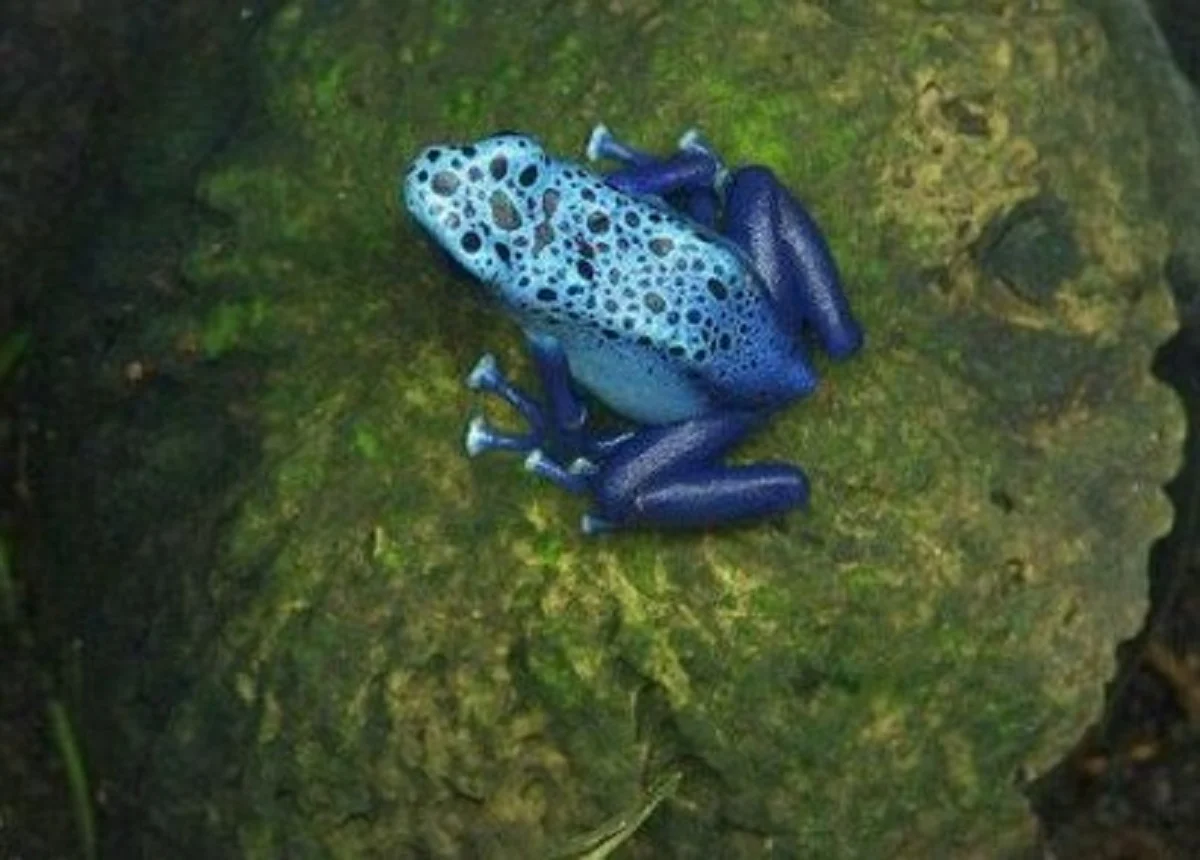 Selalu Berhati – Hati Berikut Ciri dan 7 Spesies Katak yang Beracun dan ...