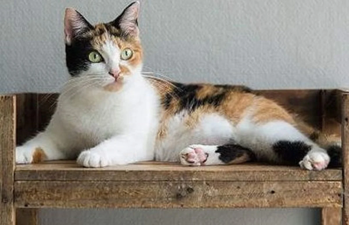 5 Fakta Menarik Tentang Kucing Belang 3, Ternyata Sangat Jarang Sekali ...