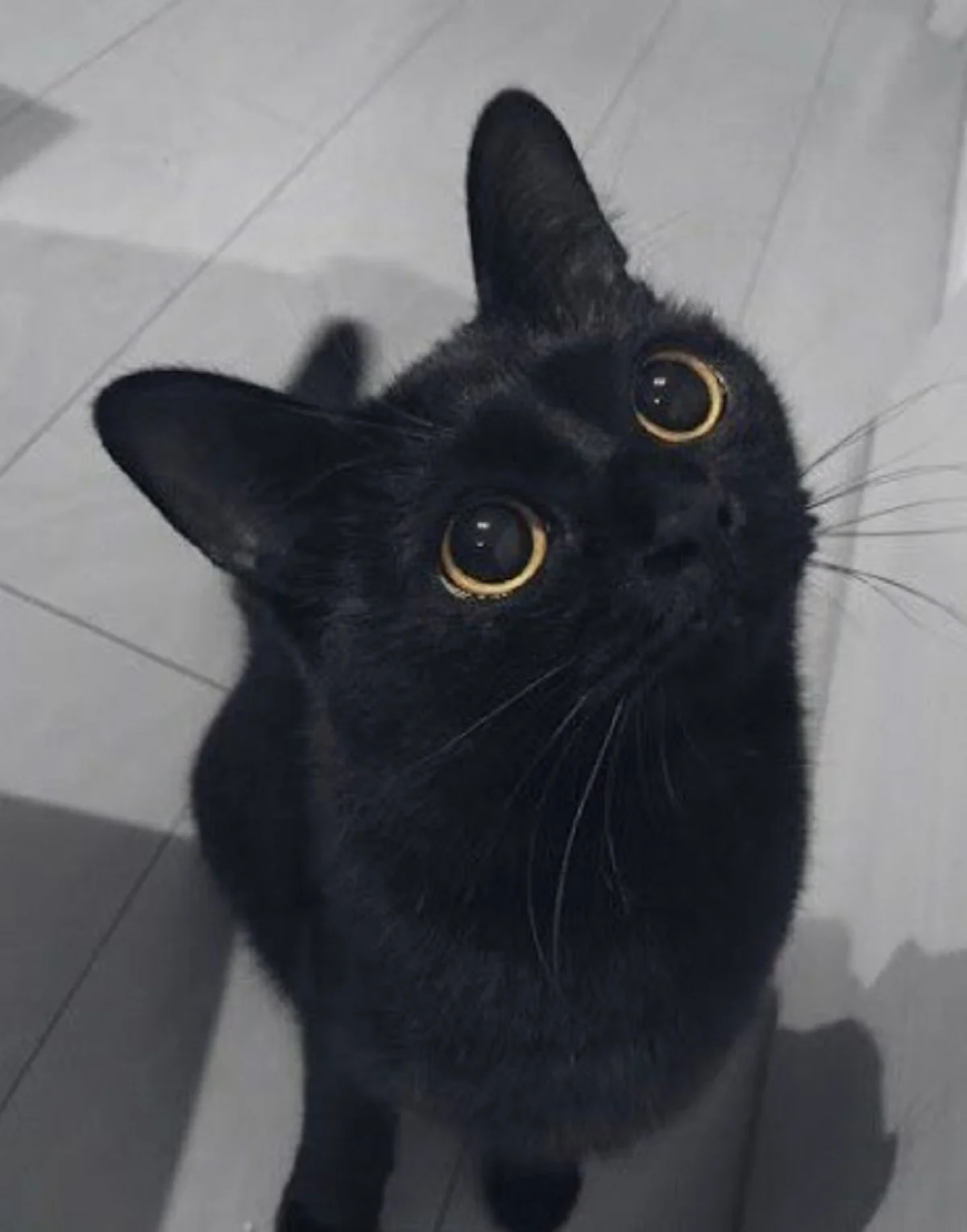 4 Mitos Kucing Hitam dari Berbagai Negara, Namun ada yang Positif ...