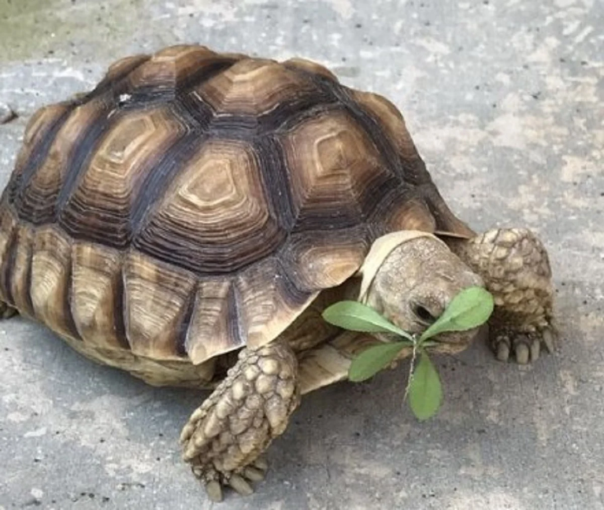 Sangat eksotis dan mahal, 6 Jenis kura – Kura yang Bisa Dipelihara, Ada ...