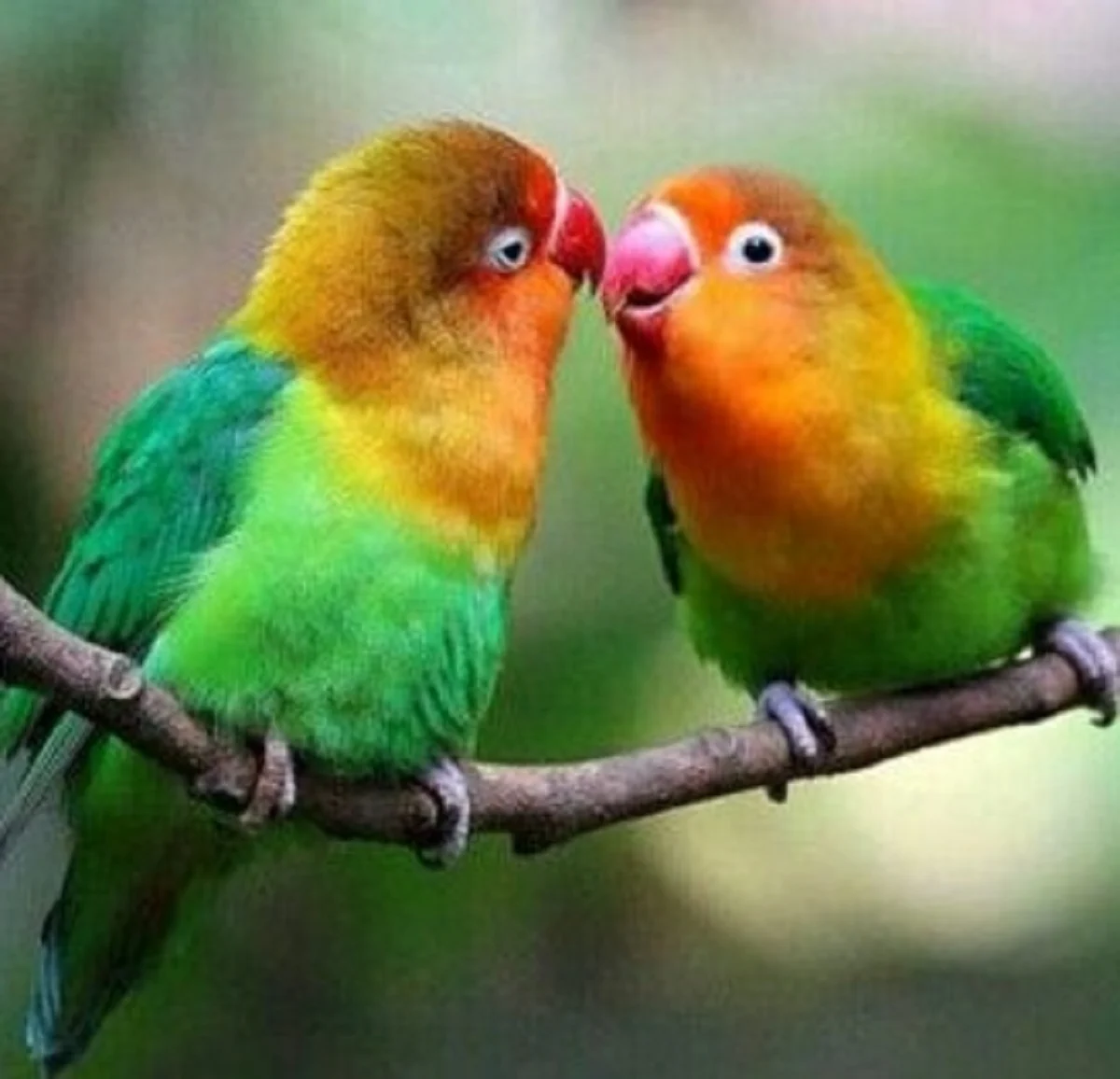 Umum Dipelihara, 5 Jenis Burung Paruh Bengkok – Rakcer.ID