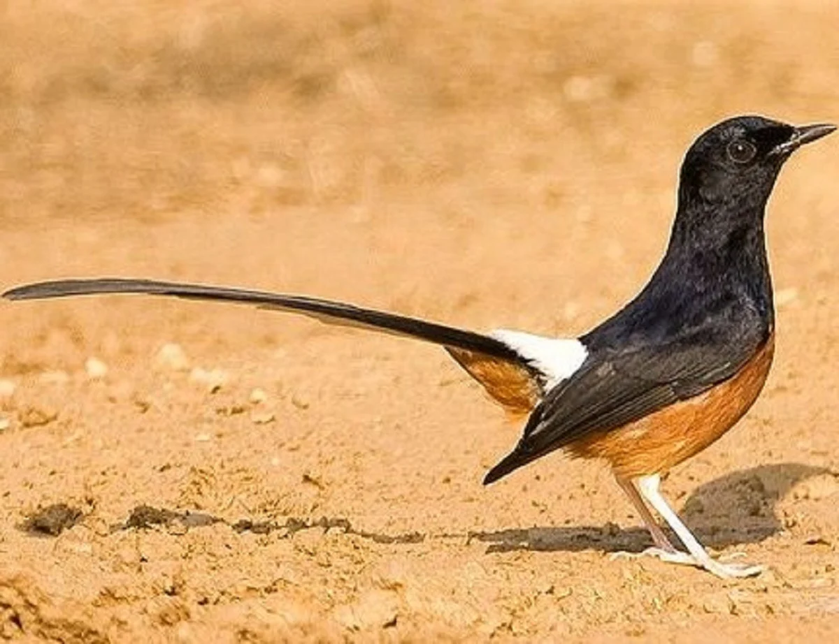 5 Burung Mahal yang Dapat di Ternakan, Bisa Jadi Lahan Bisnis – Rakcer.ID