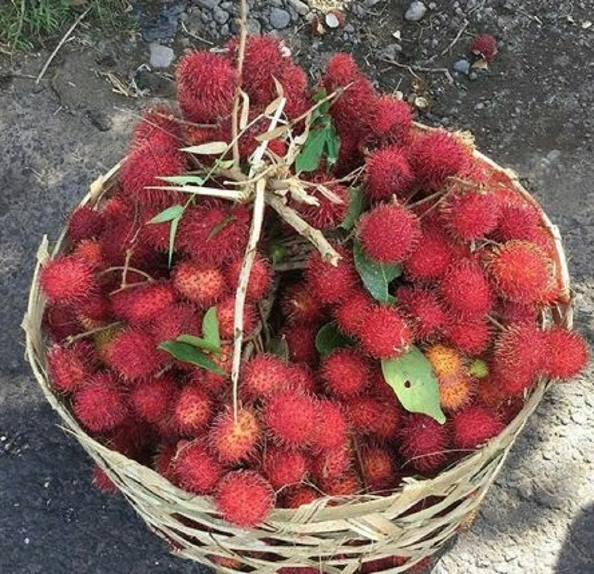 5 Jenis Rambutan lokal yang Sangat Enak dan Juga Segar Memiliki Rasa ...