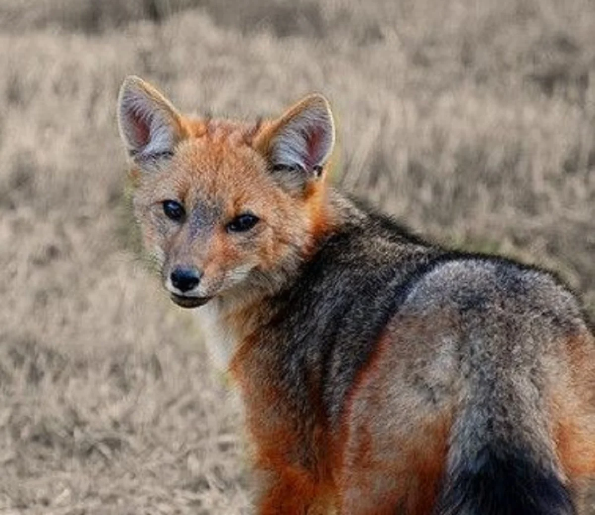 4 Fakta Menarik Tentang Culpeo, Sang Predator yang Sangat Imut Sekali ...