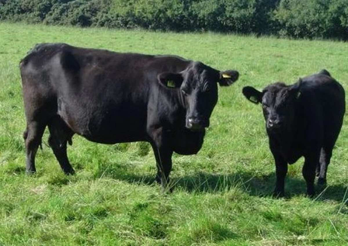 4 Fakta Sapi Aberdeen Angus, Sapi Hitam Penghasil Daging Terbaik ...