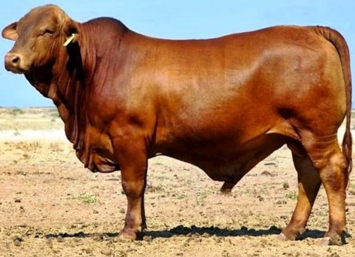 Sapi Limosin, Jenis Sapi Tertua di Dunia, yang Memiliki Kualitas Daging ...