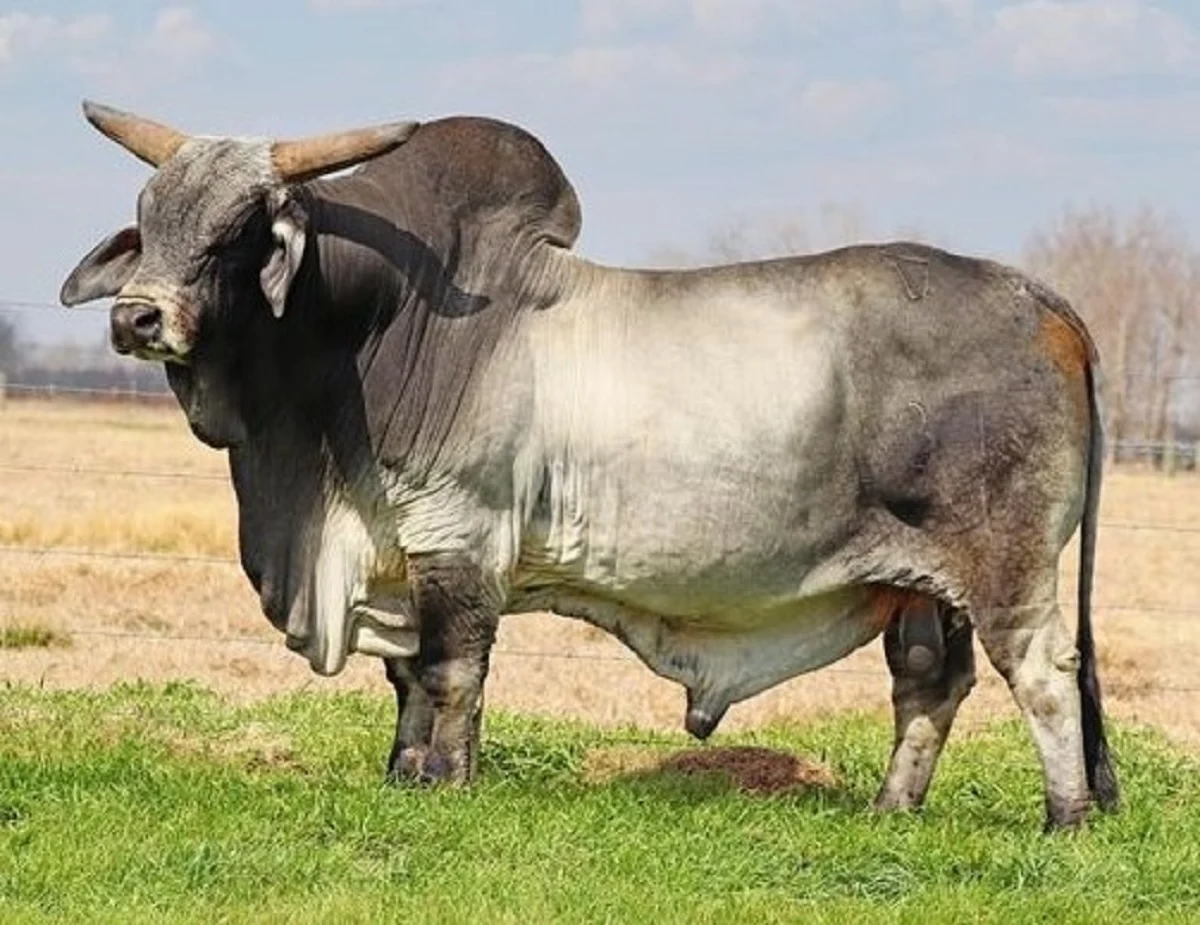 6 Fakta Menarik Tentang Sapi Zebu, Sapi Berpunuk dari India yang Punya ...