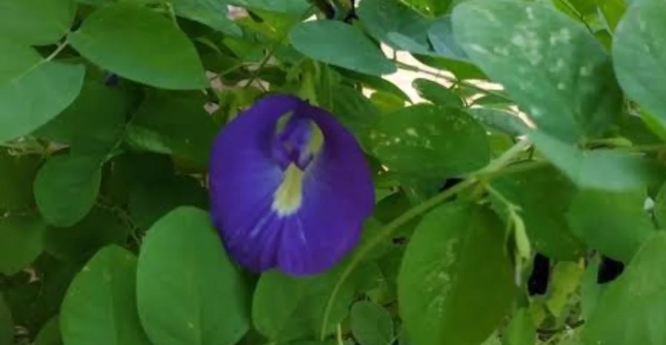 Cara Mengolah Daun Bunga Santan/Telang, Kurangi Risiko Penyakit Jantung ...