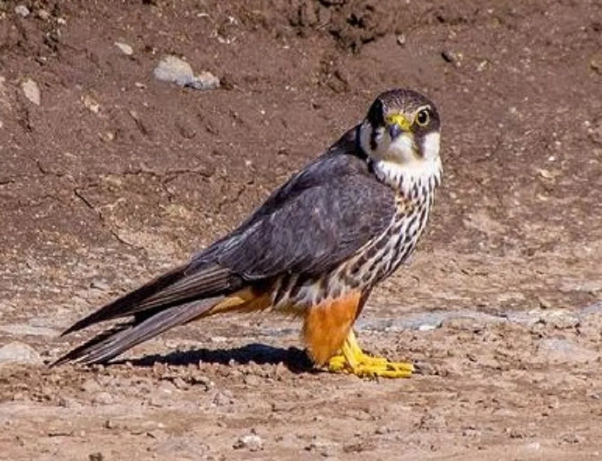 Terbang Sangat Cepat, 5 Fakta Unik Burung Alap – Alap Layang, Predator ...