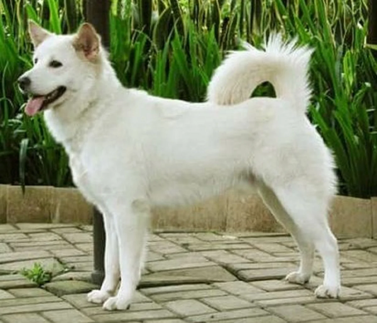 Jenis Ras Anjing Asli Indonesia, 5 Fakta Menarik Tentang Anjing Kintamani, Jenis Anjing Asli ...