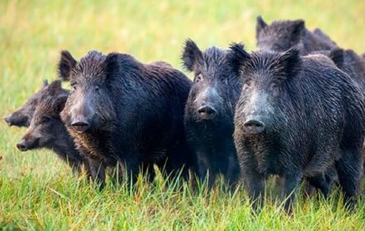 Fakta Babi Hutan Raksasa, Jenis Babi Hutan yang Sangat Agresif – Rakcer.ID