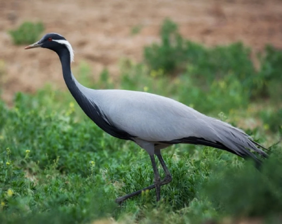 Bangau yang Menjadi Lambang Cinta, 6 Fakta Bangau Demoiselle, Jenis ...