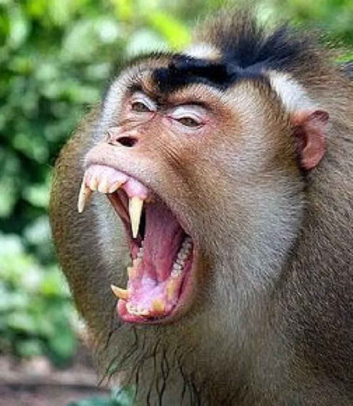 Sangat Tersebar Begitu Luas, 5 Fakta Southern Pigtail Macaque, Atau ...