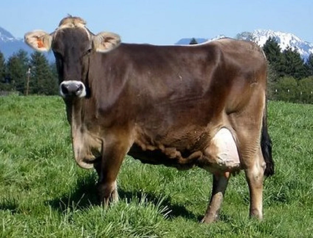 5 Fakta Menarik tentang Sapi Brown Swiss, Sapi Penghasil Susu – Rakcer.ID