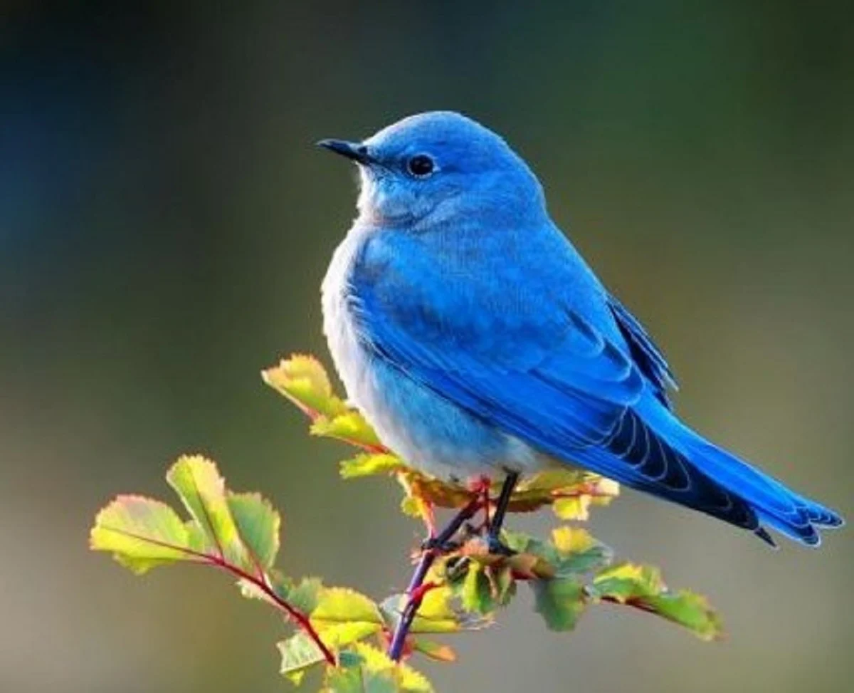 Burung Kecil Berwarna Biru yang Eksotis, 5 Fakta Menarik Burung ...
